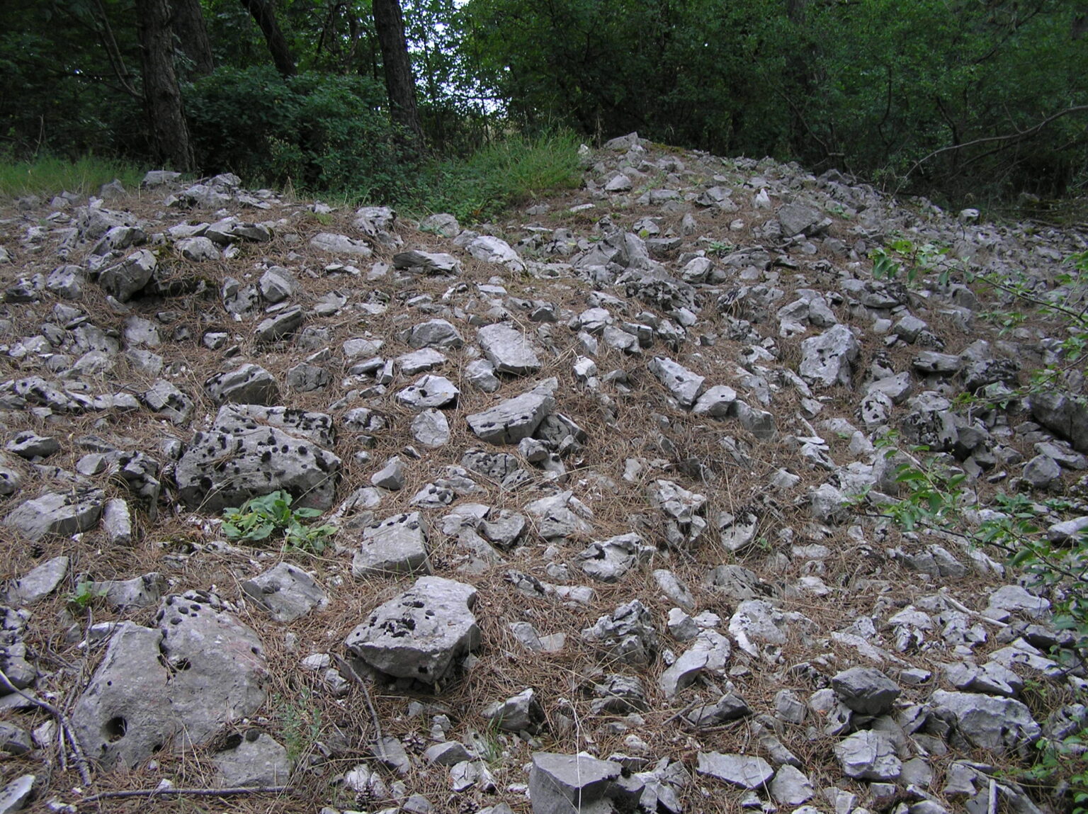Passeggiando si impara 9 marzo al castelliere di Monte Grisa – Museo ...
