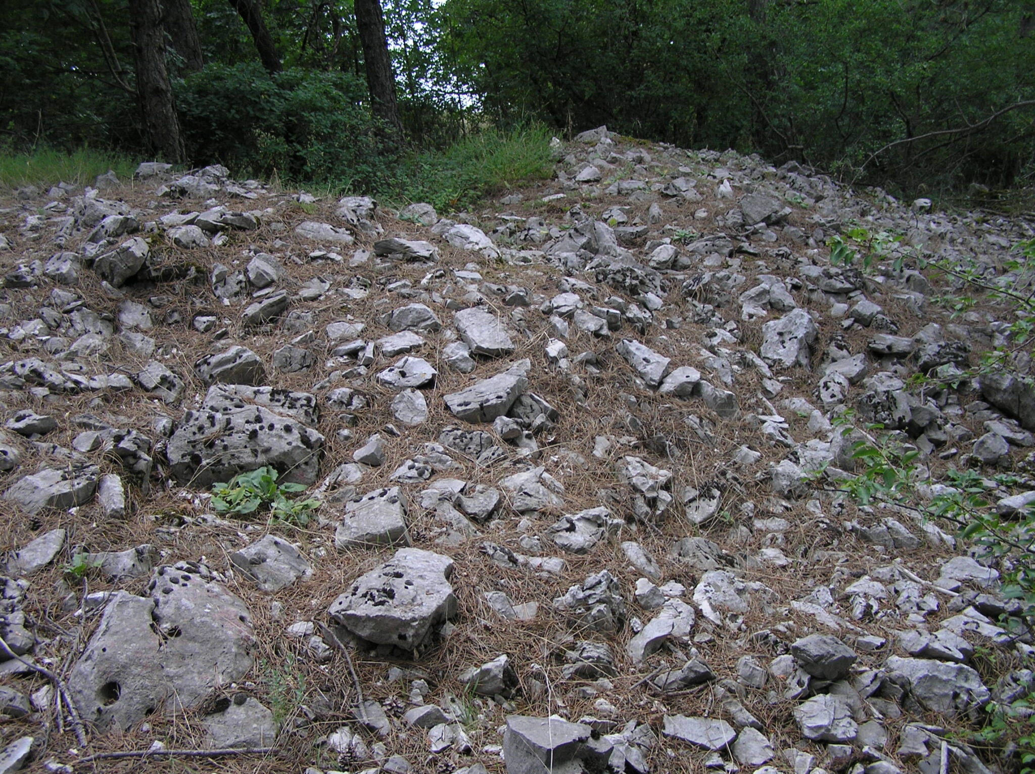 Passeggiando si impara 9 marzo al castelliere di Monte Grisa – Museo ...