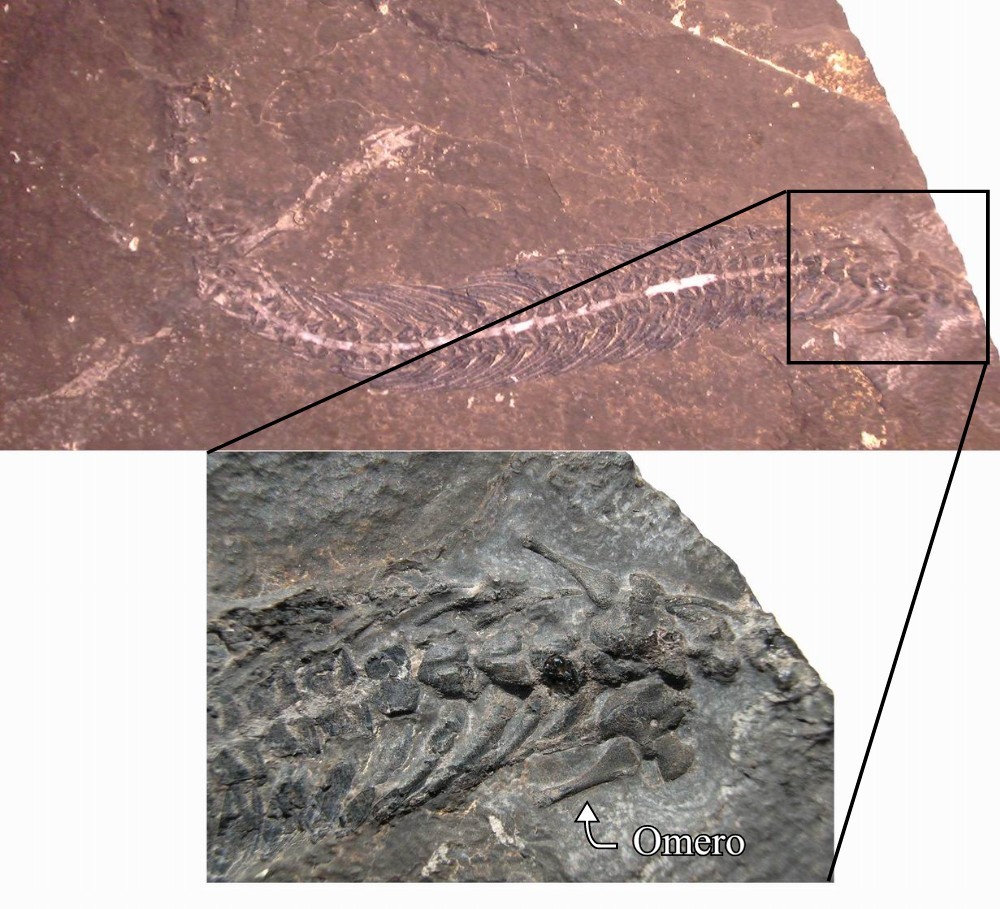Pesci e rettili fossili di Comeno – Museo Civico di Storia Naturale di ...