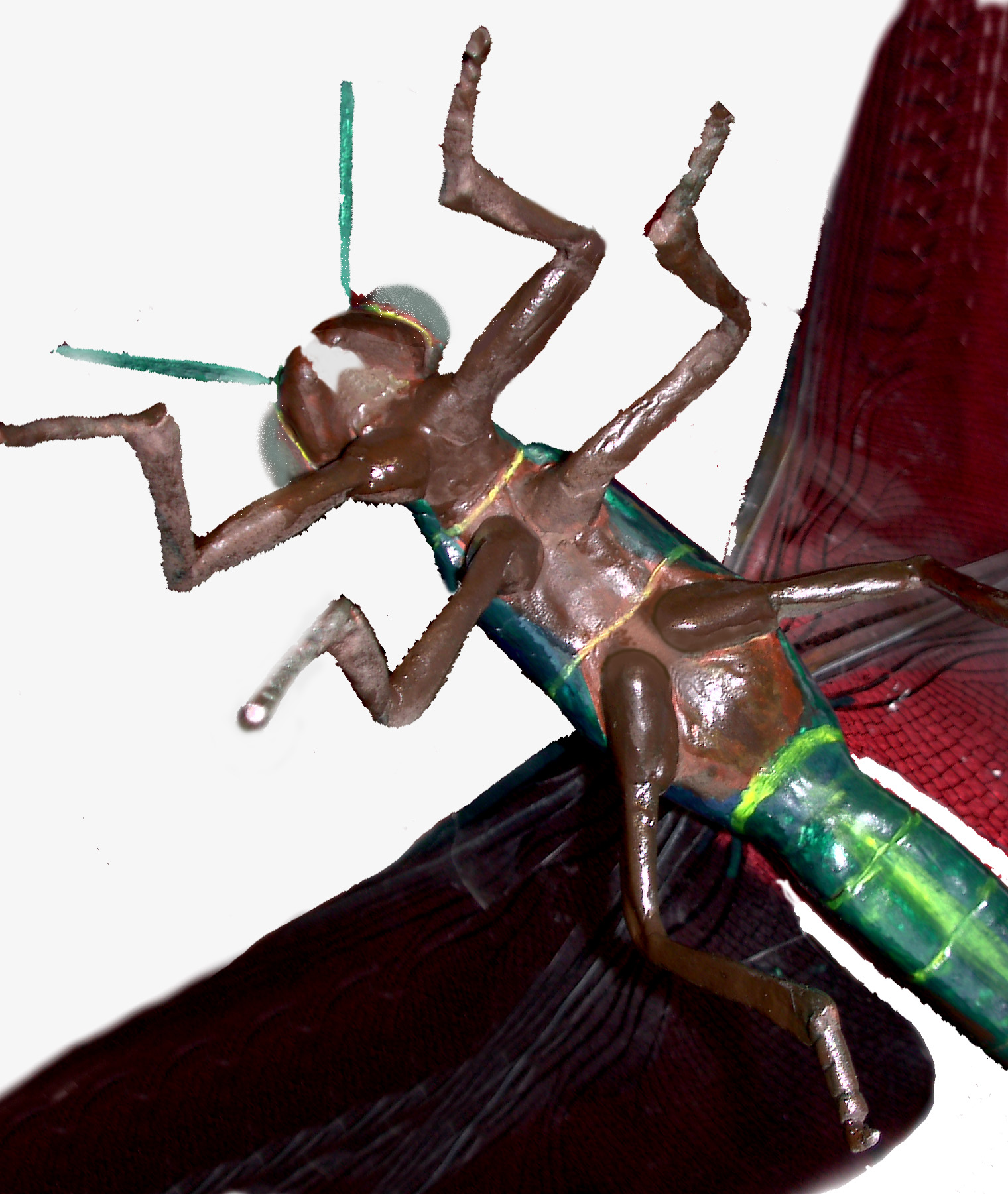 Sala “Carso 20X” – insetti – Museo Civico di Storia Naturale di Trieste