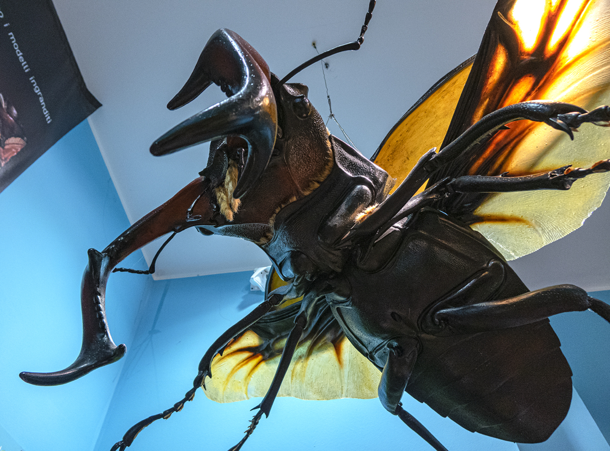 Sala “Carso 20X” – insetti – Museo Civico di Storia Naturale di Trieste