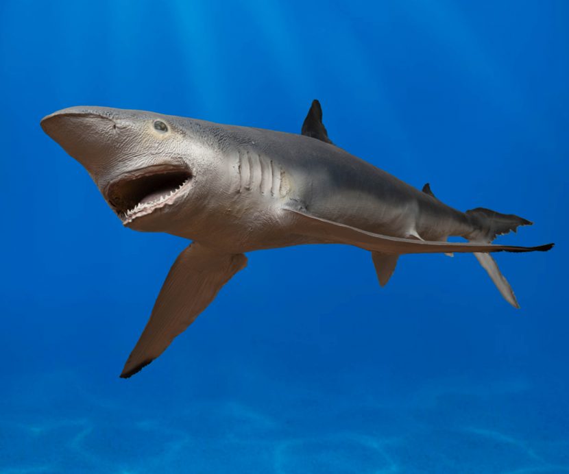 Squali al Museo – Museo Civico di Storia Naturale di Trieste