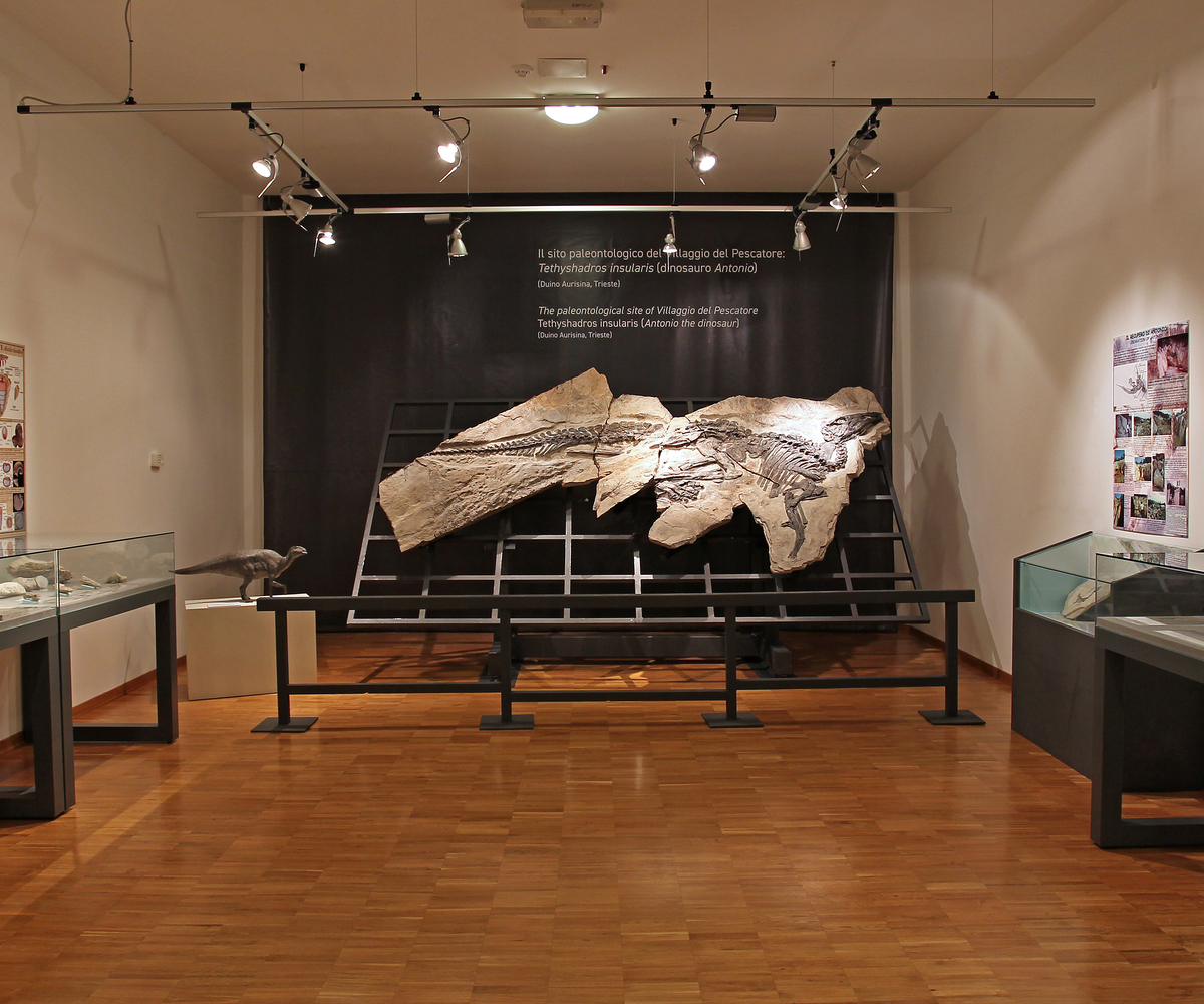 Museo Accessibile – Museo Civico di Storia Naturale di Trieste