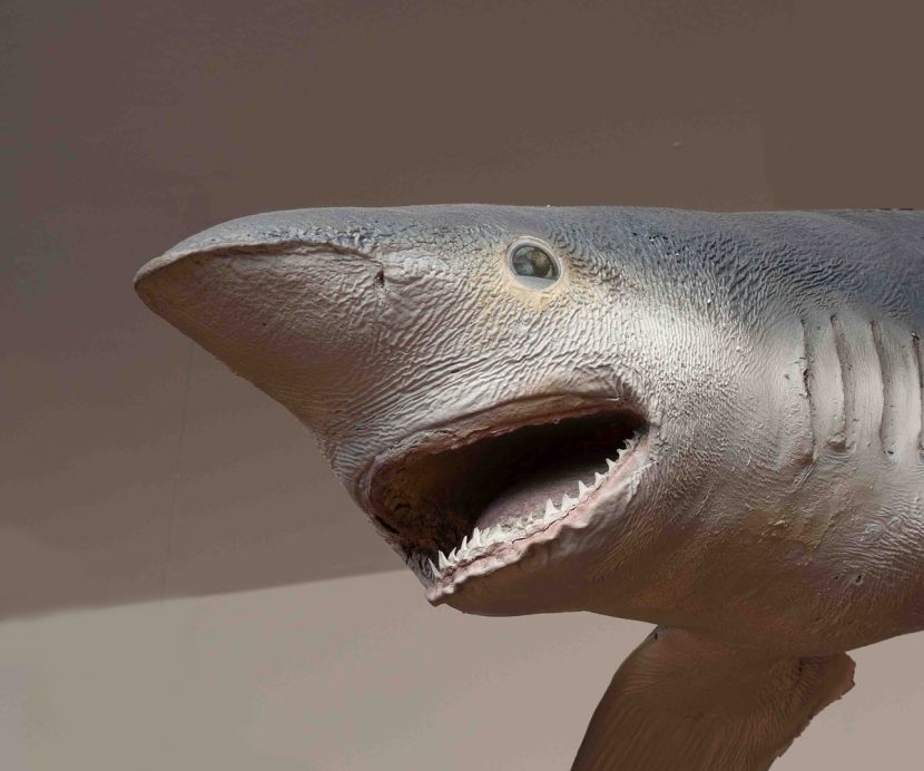 Squali al Museo – Museo Civico di Storia Naturale di Trieste