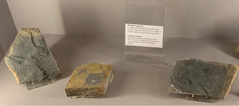 Vetrina sulla fossilizzazione – Museo Civico di Storia Naturale di Trieste