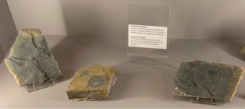 Vetrina sulla fossilizzazione – Museo Civico di Storia Naturale di Trieste