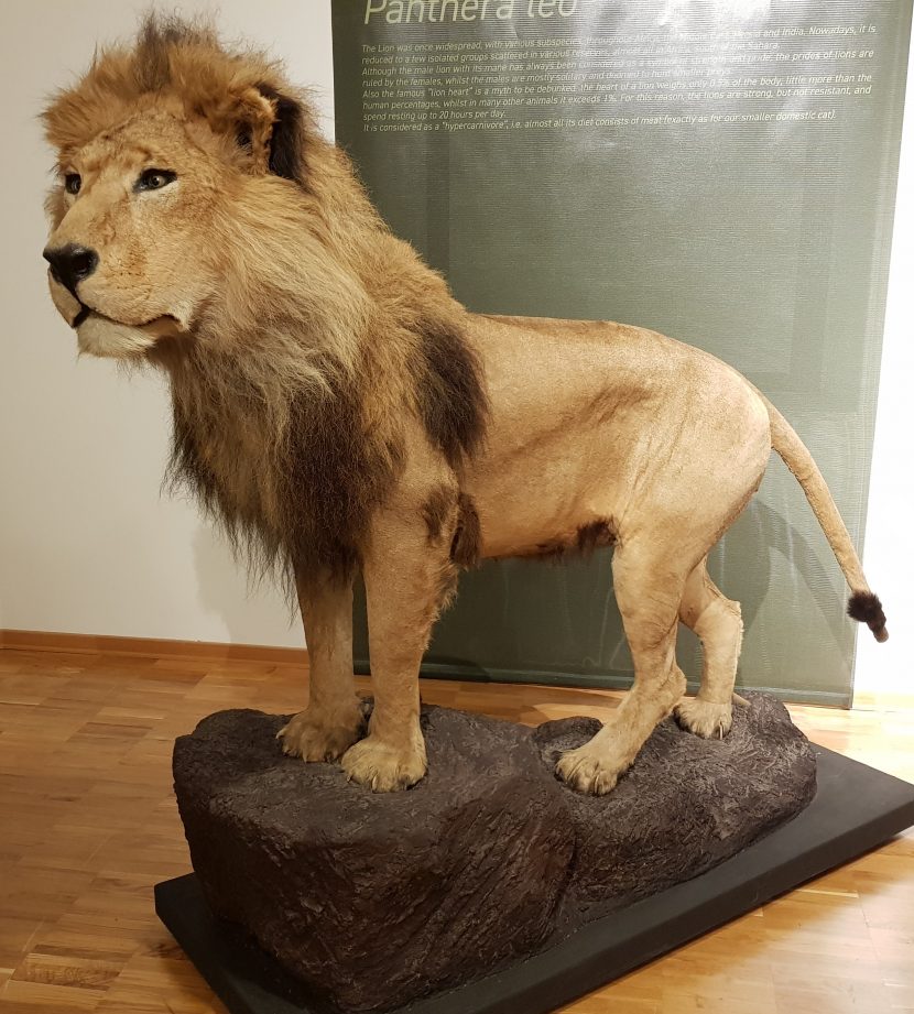 Predatori e Prede – Museo Civico di Storia Naturale di Trieste