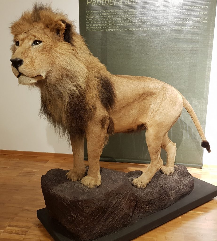 Predatori e Prede – Museo Civico di Storia Naturale di Trieste
