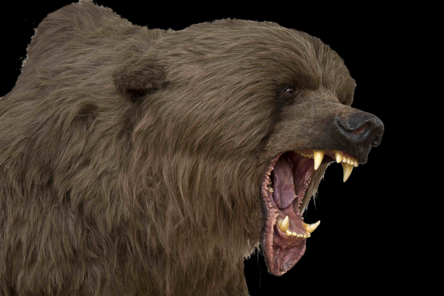L’orso delle caverne – Museo Civico di Storia Naturale di Trieste