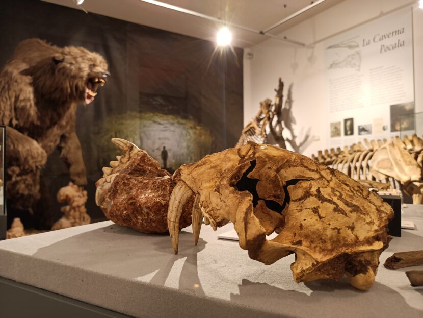 Museo di Storia Naturale – Comune di Trieste
