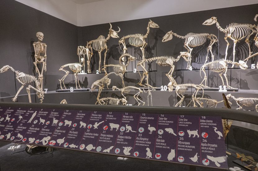 Teatro degli Scheletri e Pachidermi – Museo di Storia Naturale